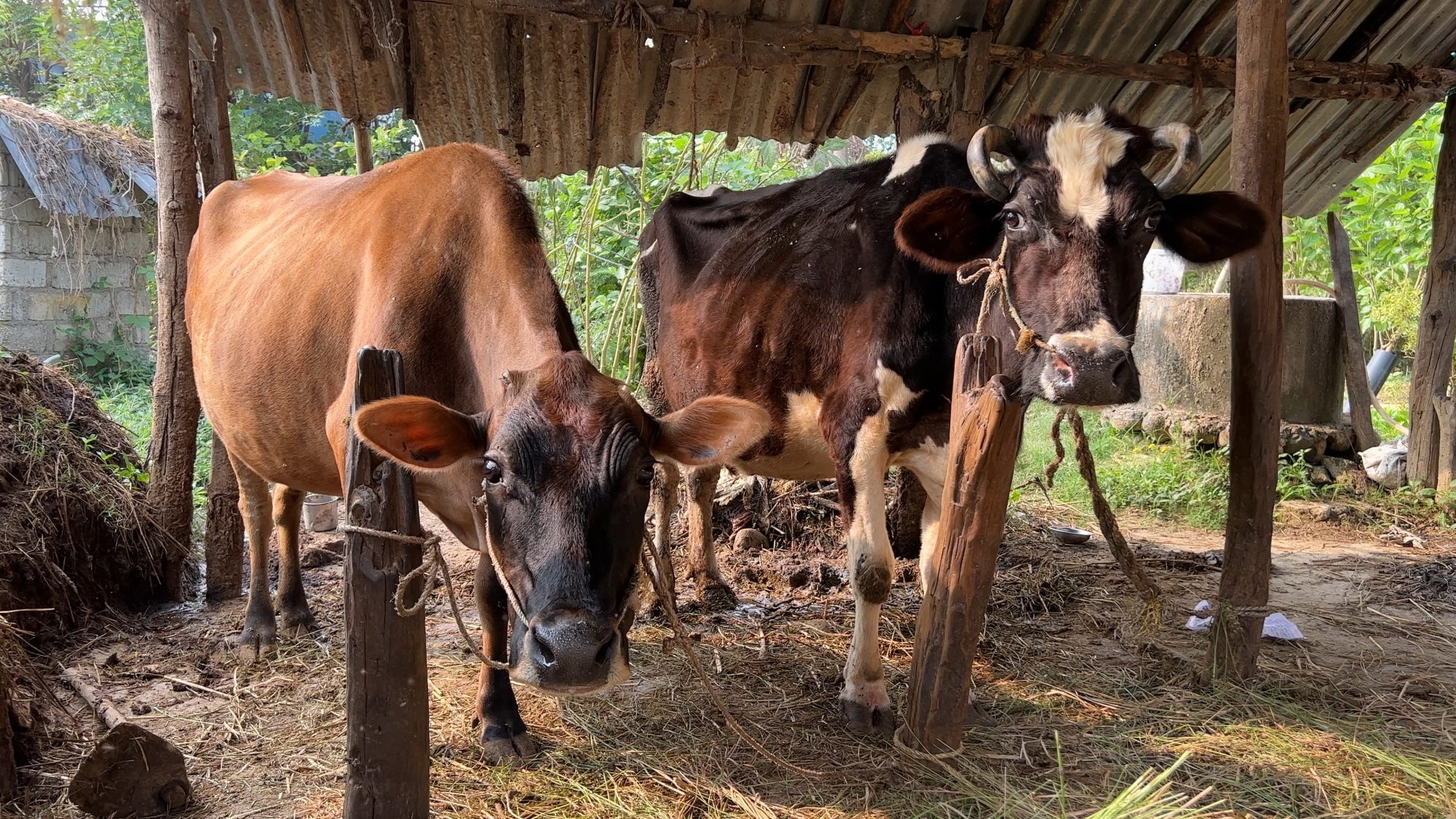 Livelihoods | ADRA-UK